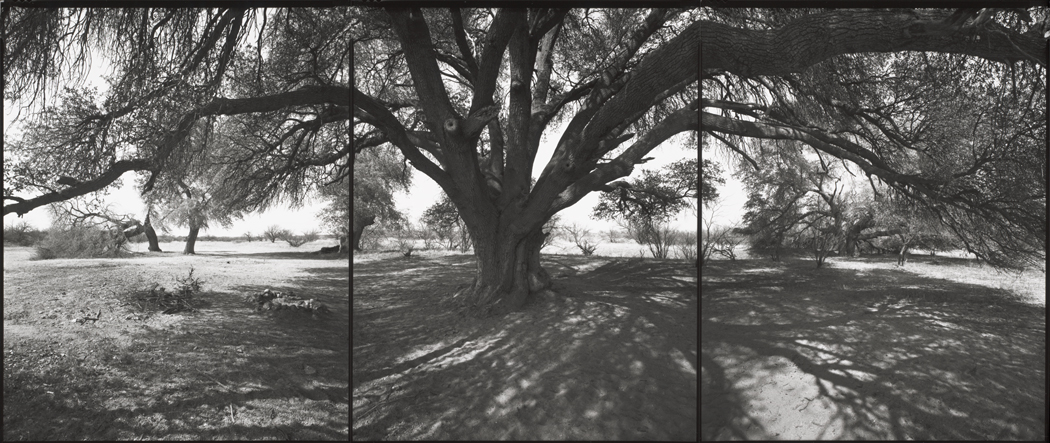Trees Stir in their Leaves - Arizona Arts