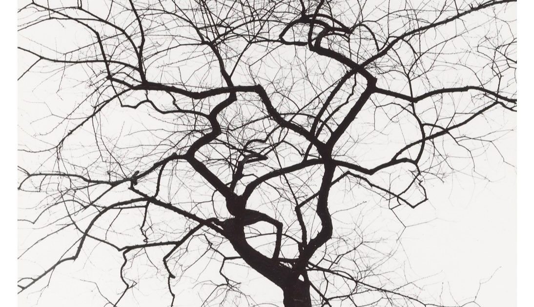 A scientific, artistic look at trees - Arizona Arts