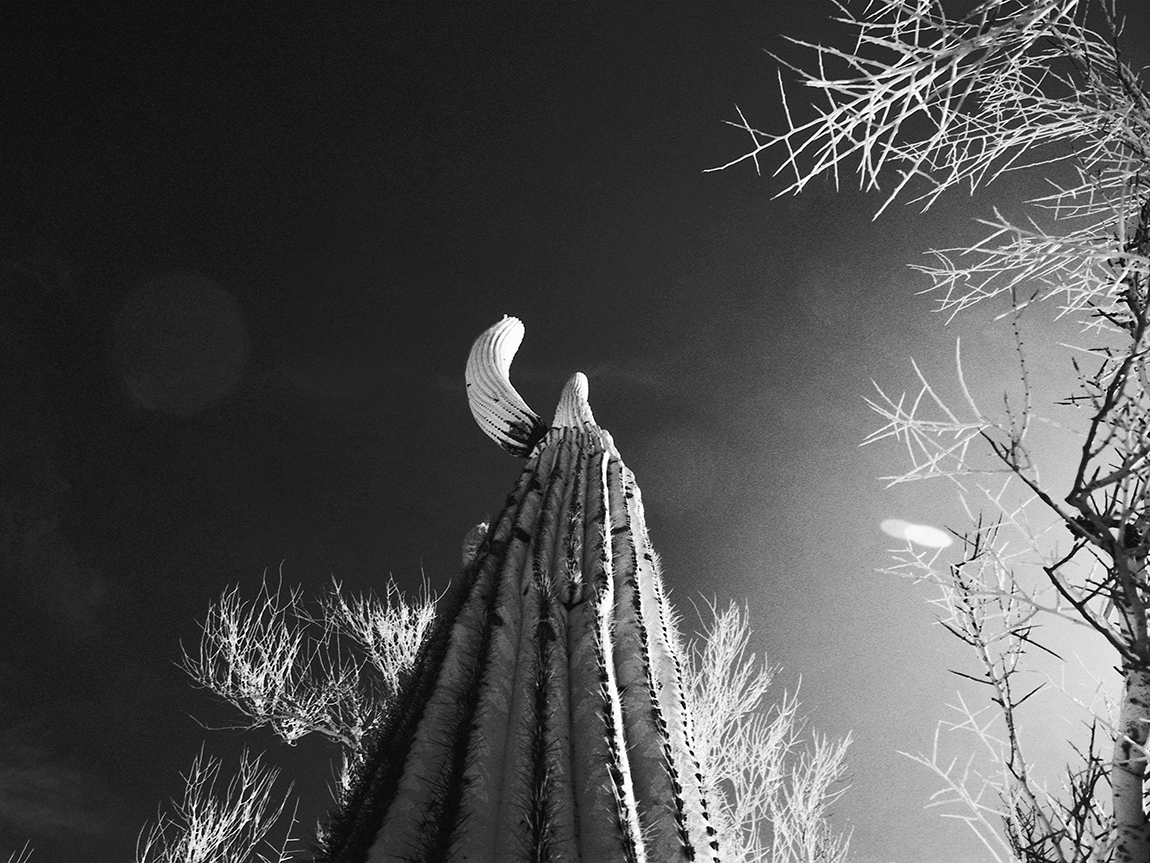 Meet Maya Jackson: A landscape-based, conceptual photographer - Arizona ...