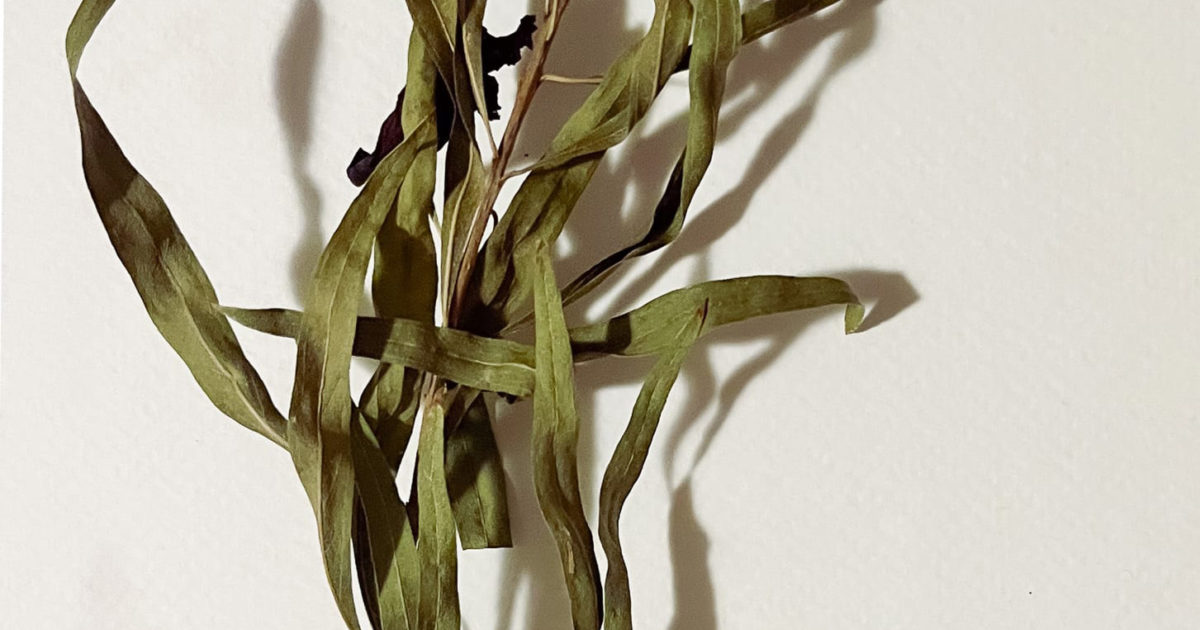 Bird Harris Artist Workshop - Arizona Arts